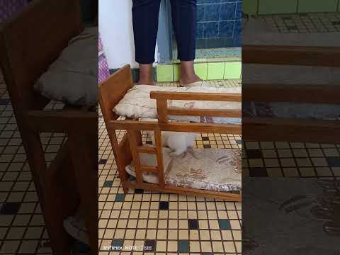 chiot coton de tulear sur son lit superposé