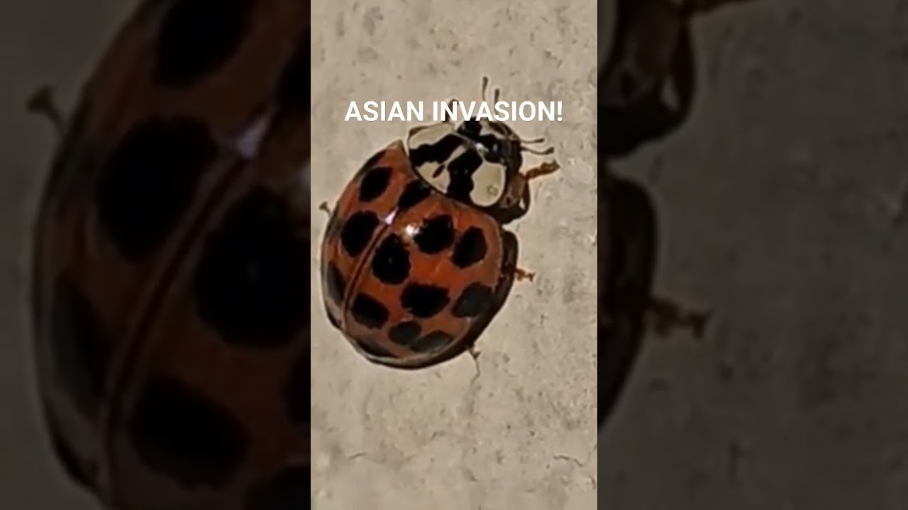 Everything you need to know: Asian Ladybugs! Click lower right corner for full episode!