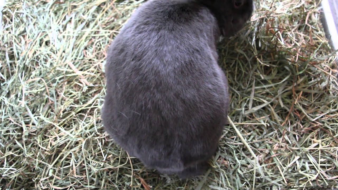 Small Pet Select Timothy Hay Review