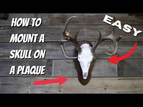 How To Mount a Skull on a Plaque