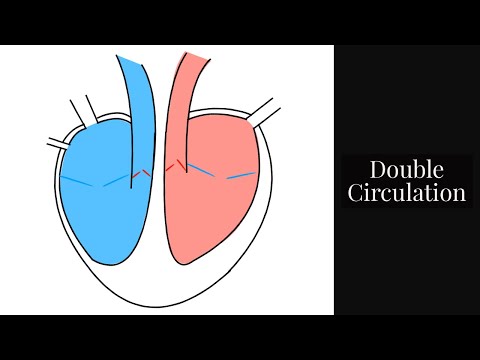 Double Circulation-Part of the Circulatory System-Leaving Cert Biology