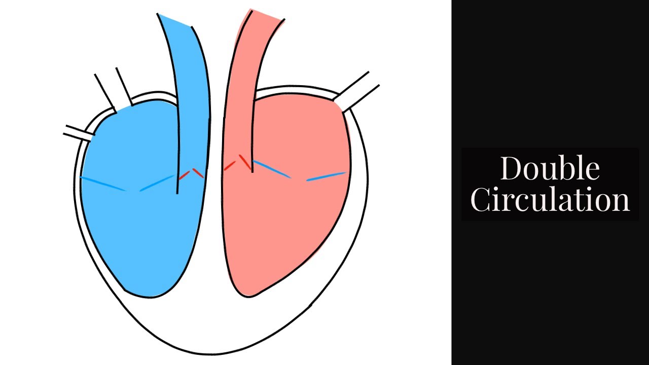 Double Circulation-Part of the Circulatory System-Leaving Cert Biology