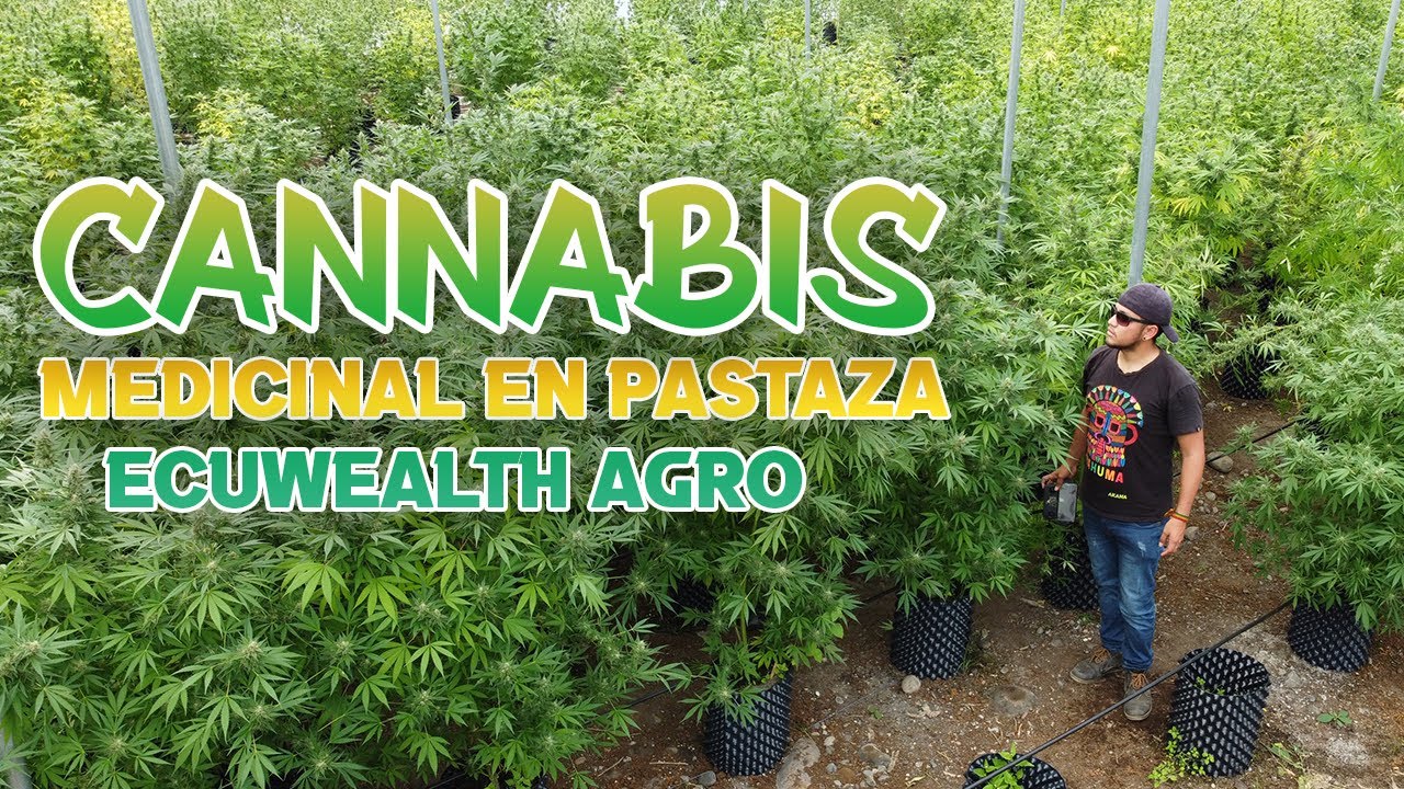 CANNABIS MEDICINAL EN PASTAZA ☘️ - ECUWEALTH AGRO 🇪🇨