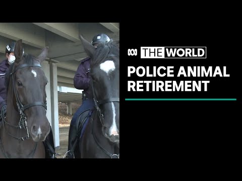 What happens to police animals when they retire in Poland? | The World