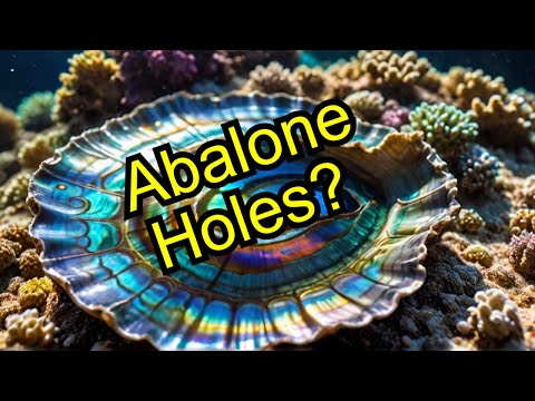 The REAL reason Abalone Shells have holes.