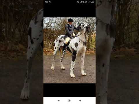 world's biggest dog's picture #shorts