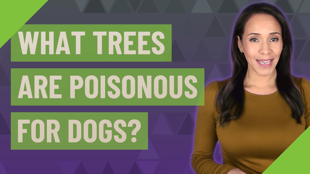 What trees are poisonous for dogs?