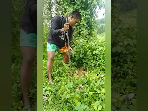 Tree Planting✨🌱 5 Non- Fruit Bearing Trees and 5 Fruit Bearing Trees/ Tree Guard🌱