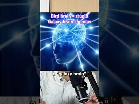 Bird brain vs. galaxy brain #englishlistening #podcast #learnenglish #englishslang #galaxybrain