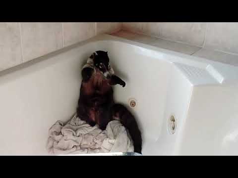 What Does The Coati Say?