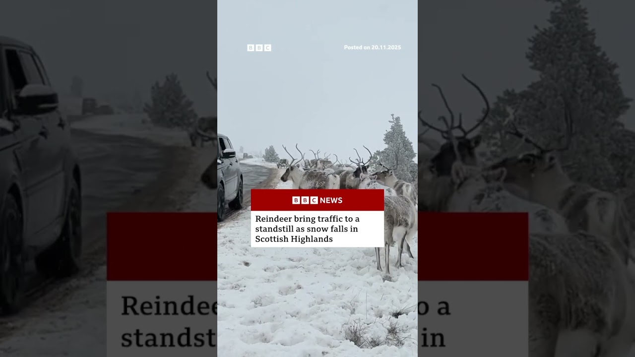 Reindeer bring traffic to a halt in Scotland. #Scotland #BBCNews