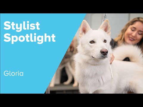 Pet Grooming Stories: Gloria's Groomer Spotlight