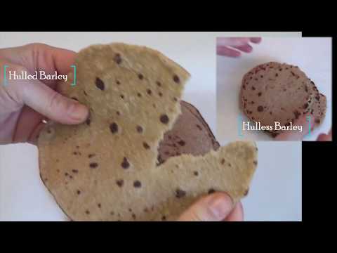 Barley Bread recipe | Hulless Barley Flat Bread The healthiest
