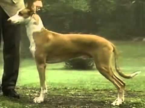 The Ibizan Hound - Dog Breed