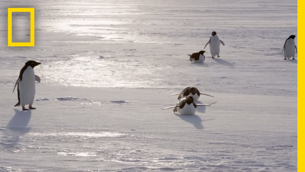 All About the Adélie Penguin | Continent 7: Antarctica