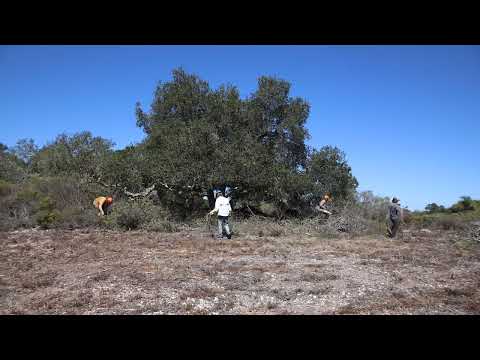 Reducing ladder fuels and competition around an Ancestor coast live oak ...