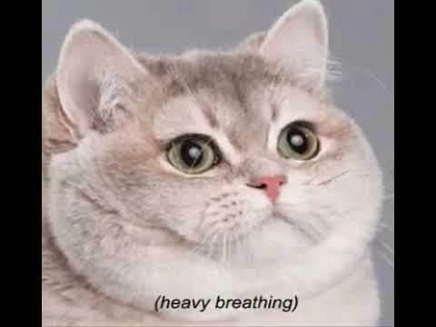 heavybreathing cat.mp4