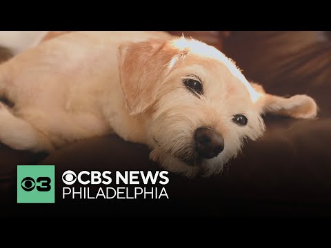 How to understand calming signals from your dog