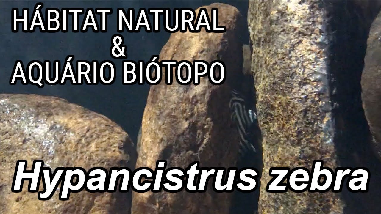 Natural habitat and biotope aquarium of Hypancistrus zebra (l46)