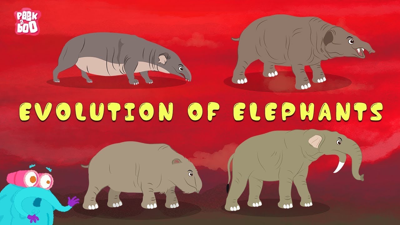 Evolution Of Elephants! | The Dr. Binocs Show | Best Learning Videos For Kids | Peekaboo Kidz