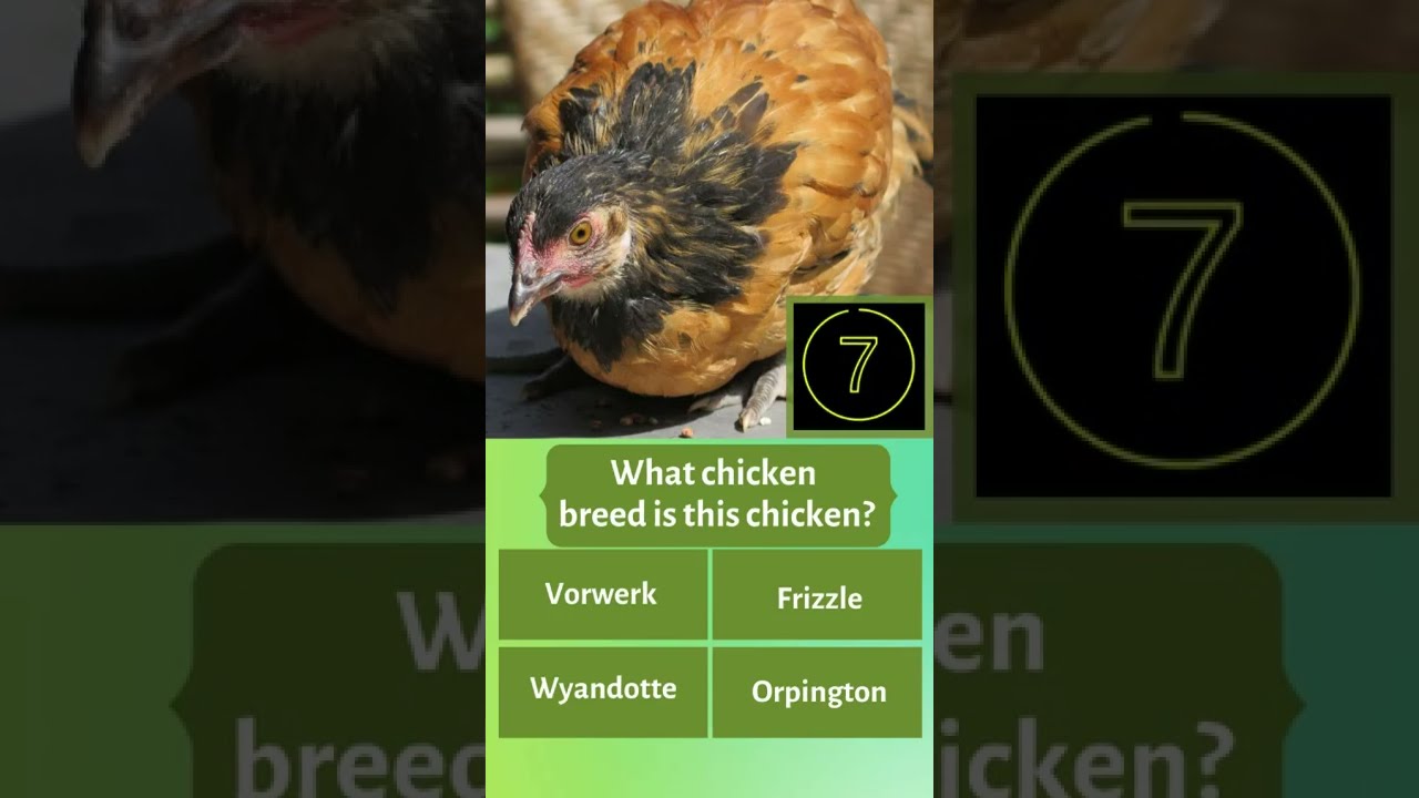 GUESS WHAT CHICKEN BREED IS THIS CHICKEN? #shorts