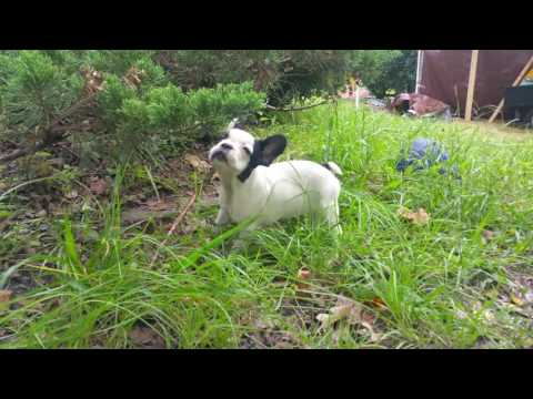 Tu-Tu female French bulldog puppy for sale