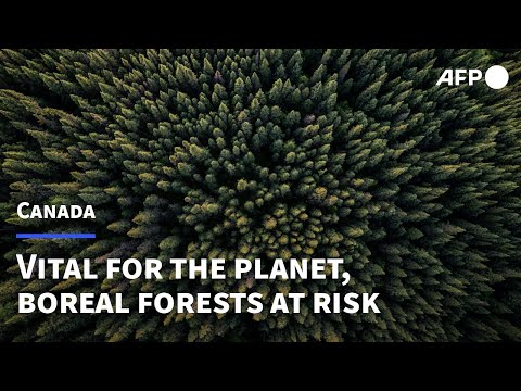 Subarctic boreal forests, vital for the planet, are also at risk | AFP
