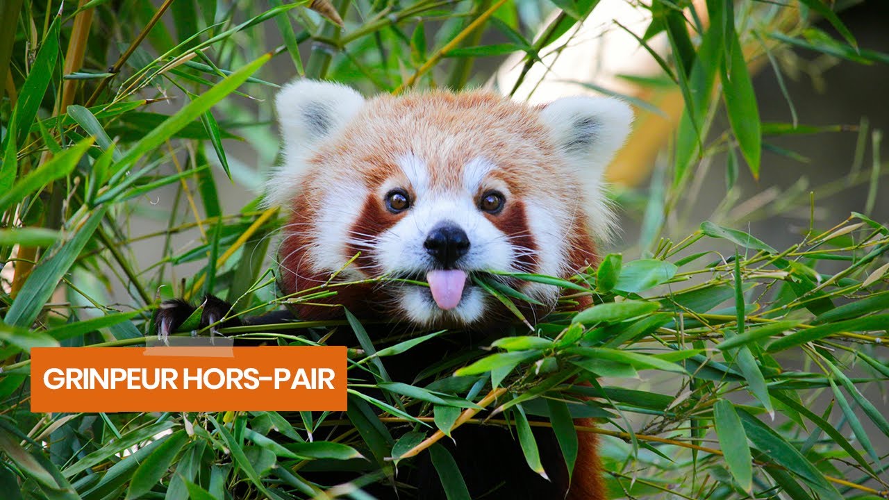 Le PANDA ROUX, une espèce vraiment UNIQUE