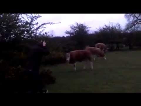 Steam Community :: Video :: My mate trying to slap a cow