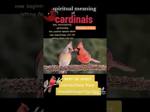 spiritual meaning of cardinals #animals #cardinals #cardinal #spirituality #spiritual