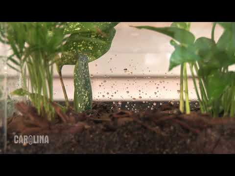 How to Set Up a Terrarium