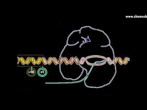 Transcription animation | DNA transcription initiation elongation and termination