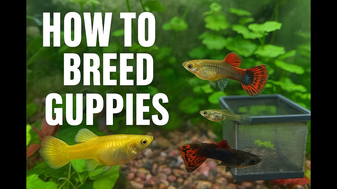 Breeding Guppies Like A Pro Made Easy (Full Guide for Beginners)