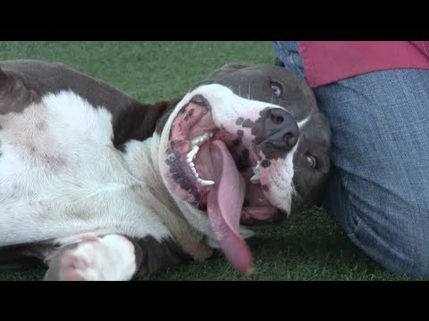 Shelter Showcase - LEON (ADOPTED!) feat. SEREPHINA (ADOPTED!)