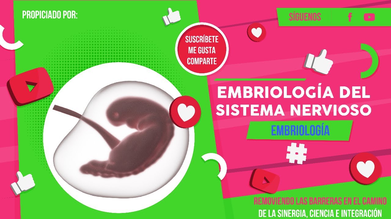 REPASCI: EMBRIOLOGÍA DEL SISTEMA NERVIOSO