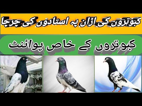 Pigeon Information | Pigeon Essay in Urdu 5 | teddy king pigeon