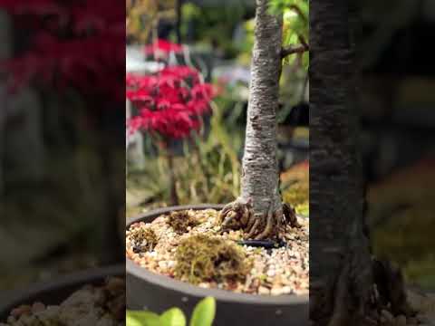 My favourite bonsai: formal upright larch #shorts #bonsai