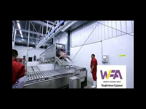 Amazing How Does Work Three Points Electric Stunning Conveyor For Hog Slaughter Line