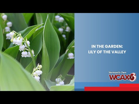 In The Garden: Lily of the Valley