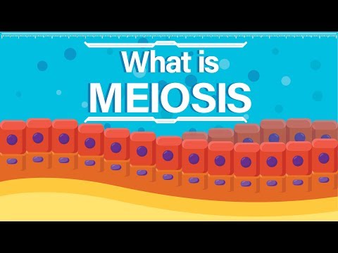 What is Meiosis? | Animated Explanation