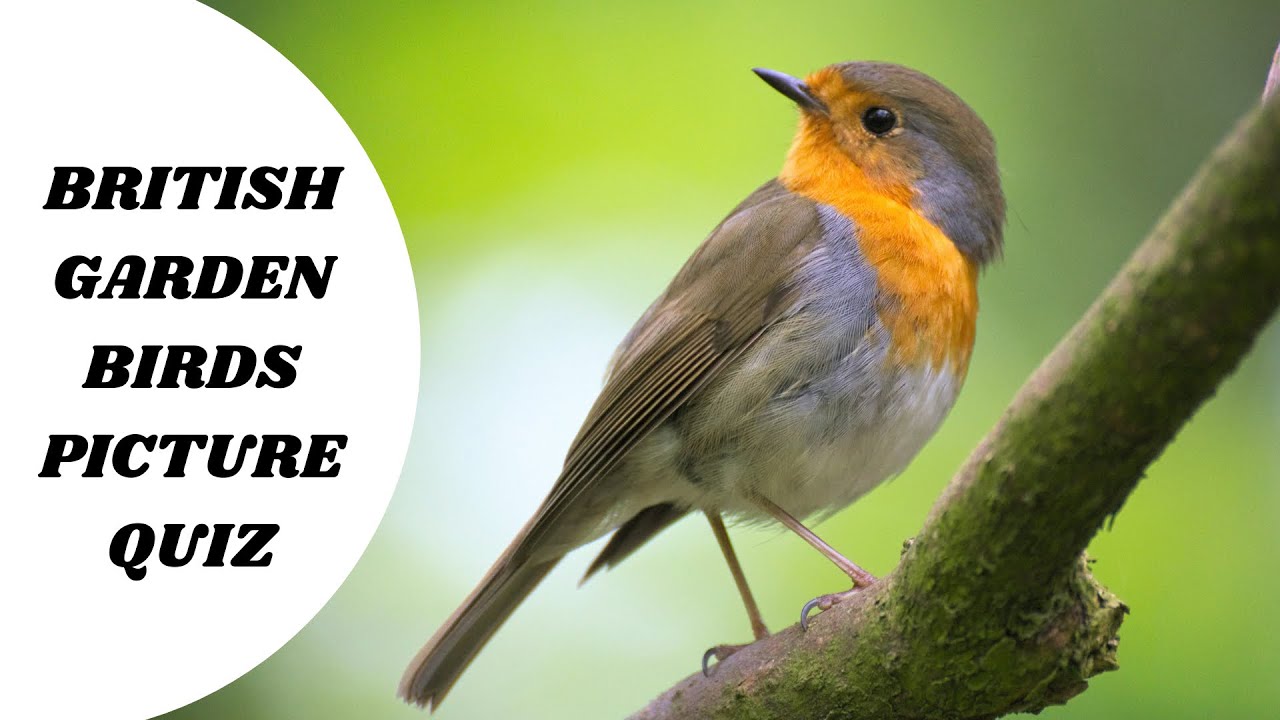 BRITISH GARDEN BIRDS PICTURE QUIZ - 20 Questions