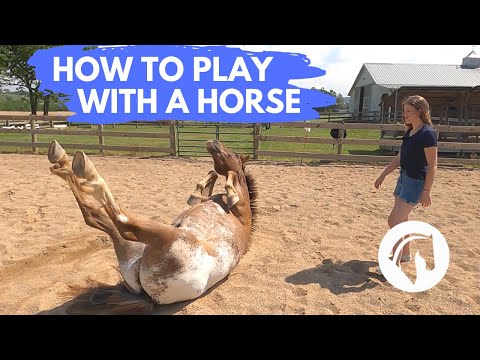 HOW TO PLAY WITH A HORSE