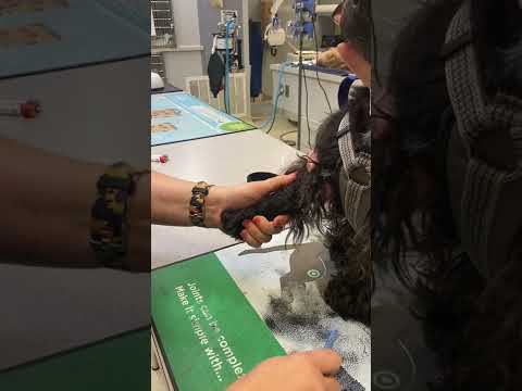 Canine cephalic blood draw