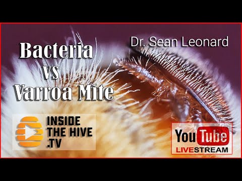 GMO bacteria protect honey bee health against varroa mite and viruses - Dr. Sean Leonard