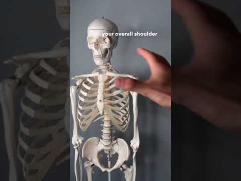 The Collarbone (Clavicle)