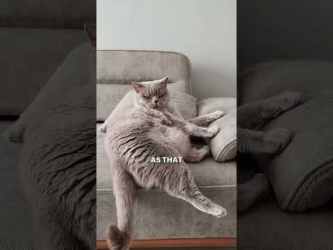 Do cat hold grudges?
