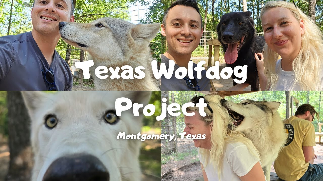 Up Close with Wolfdogs 🐺 | Visiting the Texas Wolfdog Project in Montgomery, TX