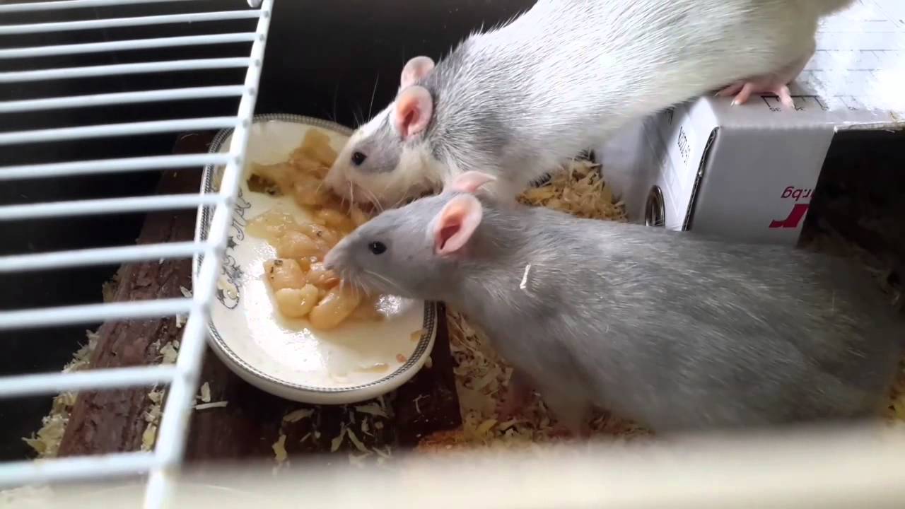 Rats and beans