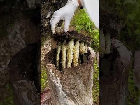 This boy found a beehive in his garden 👏