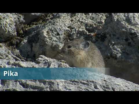 Wildlife Wonders: Pika